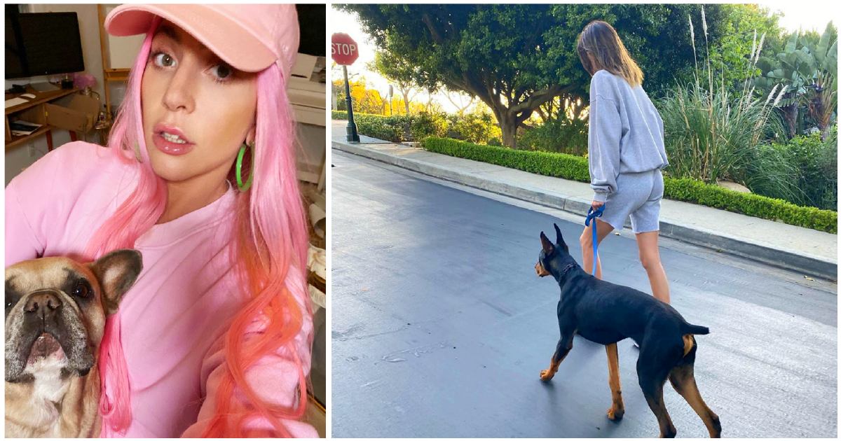 50 lucky dogs with their awesome celebrity owners