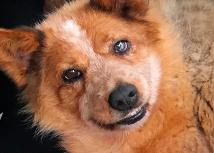 50 lucky dogs with their awesome celebrity owners