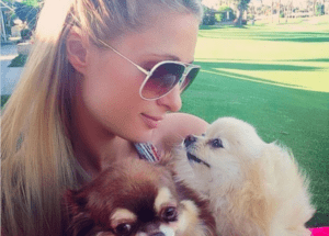 50 lucky dogs with their awesome celebrity owners