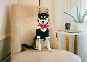 50 lucky dogs with their awesome celebrity owners