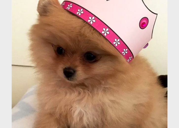 50 lucky dogs with their awesome celebrity owners