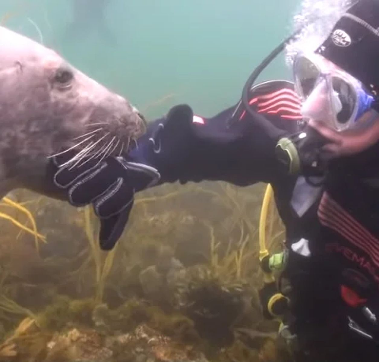 Seal swims up to confused diver and grabs his hand