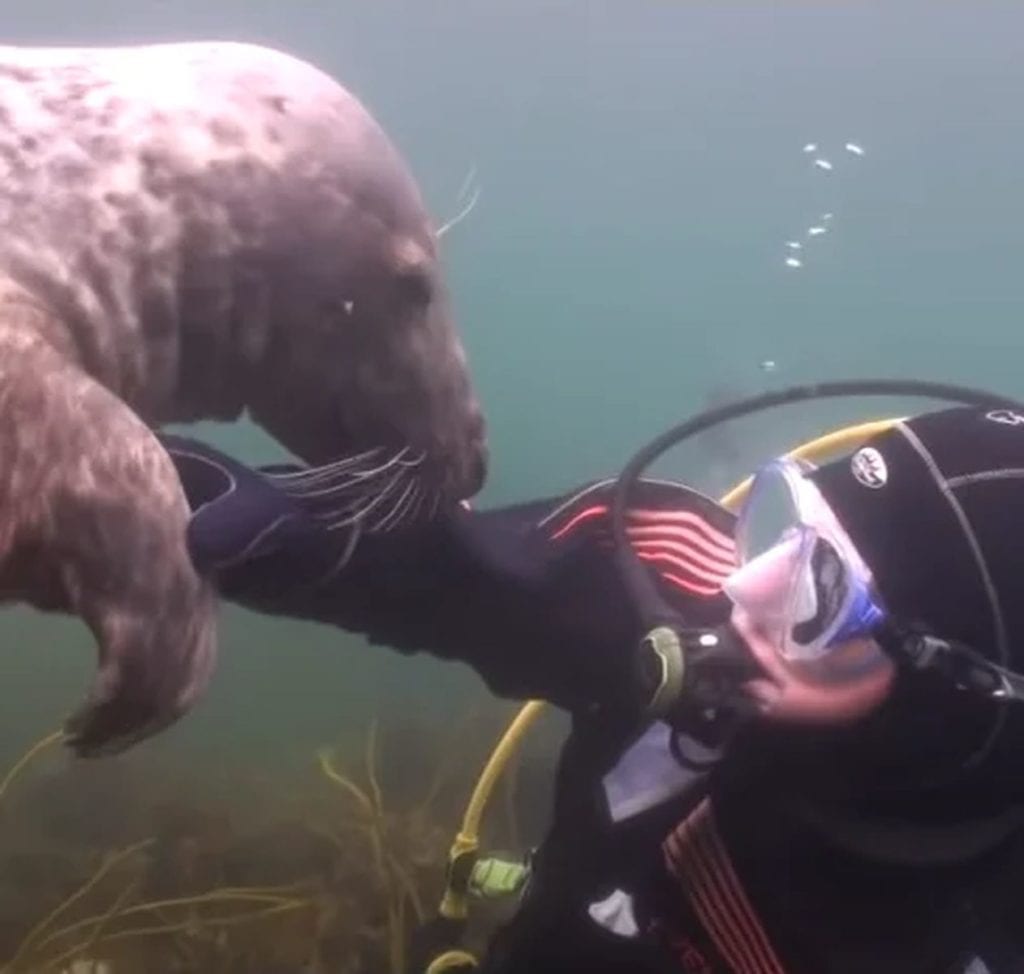 Seal swims up to confused diver and grabs his hand