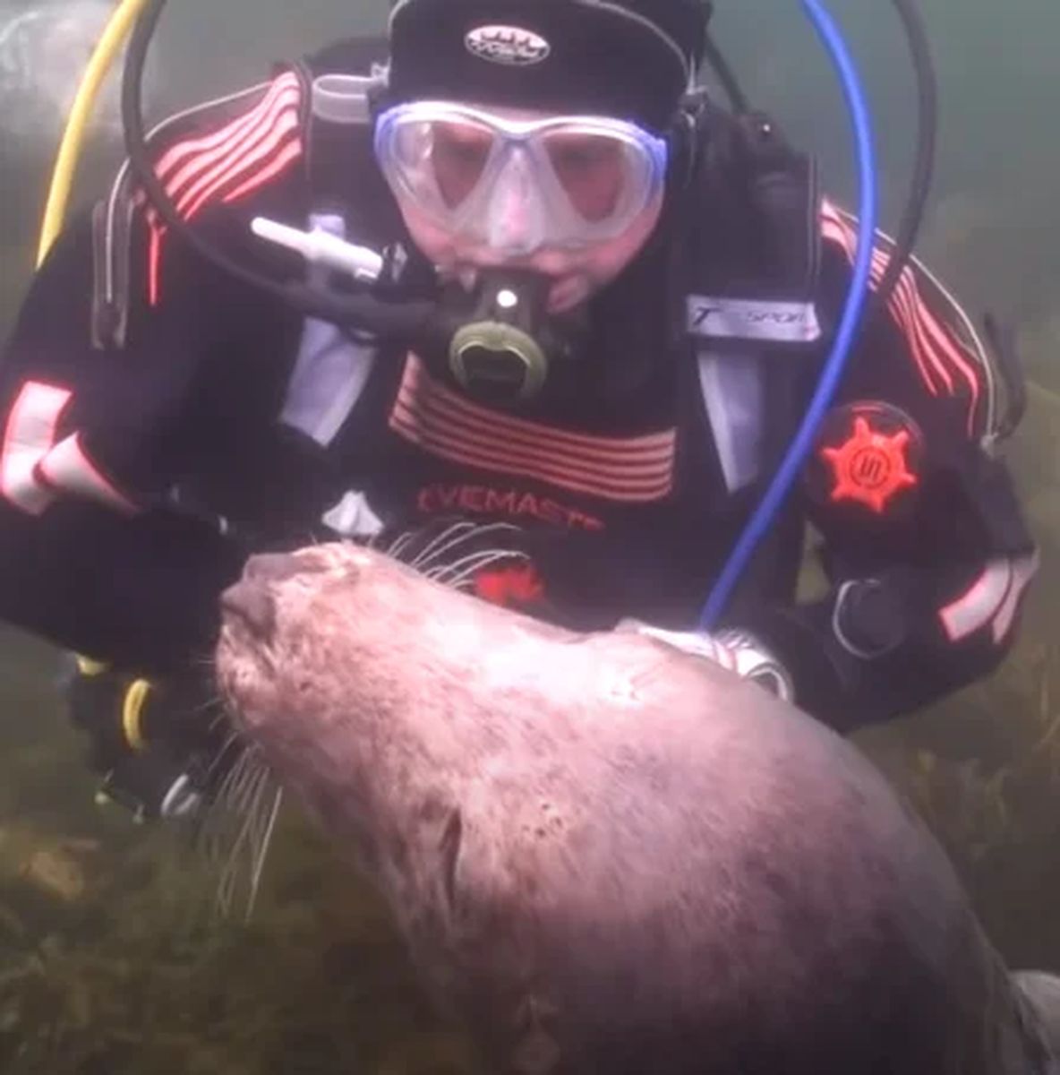 Seal swims up to confused diver and grabs his hand