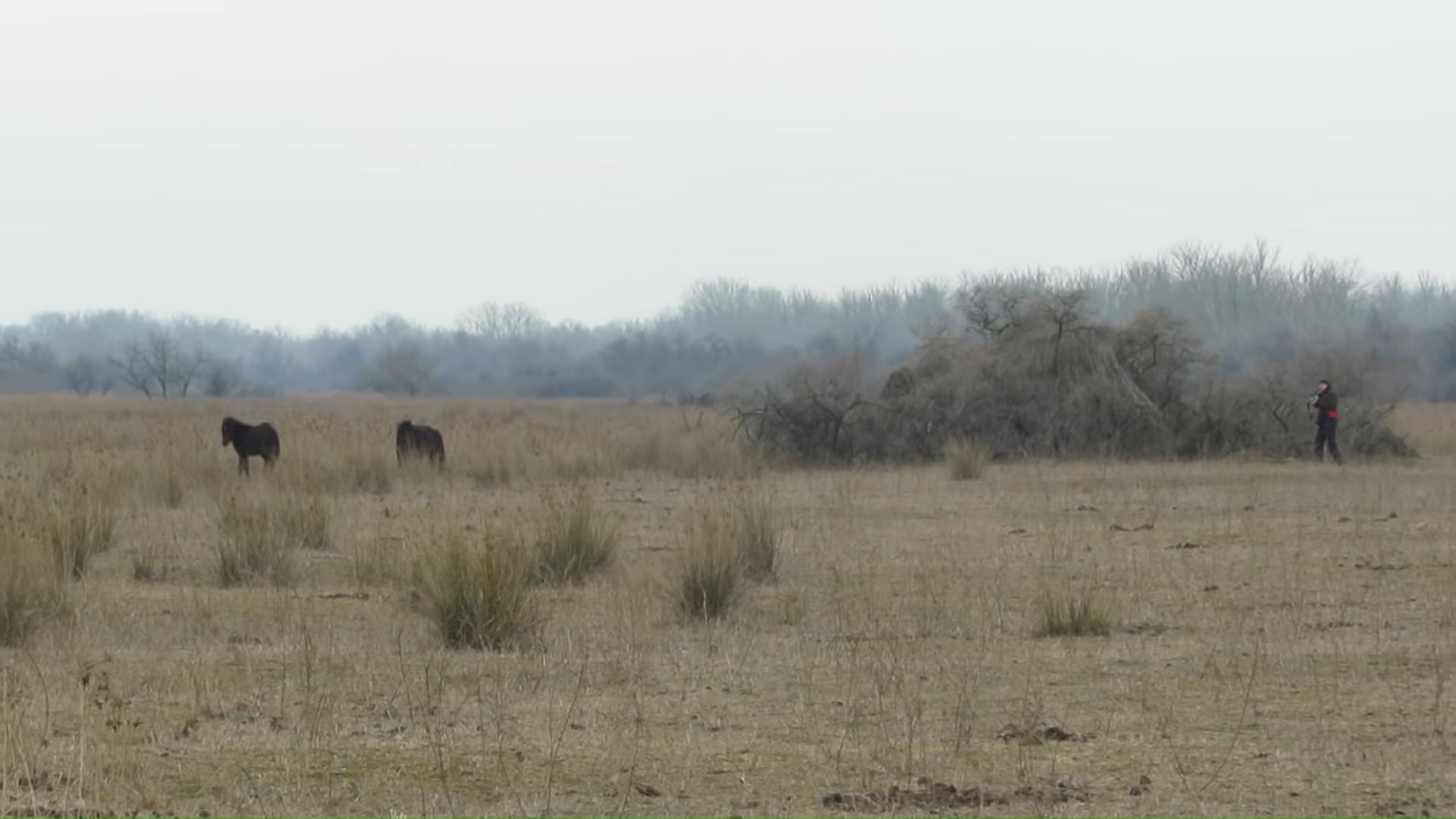 Wild horse gives rescuer kiss after being freed from chains