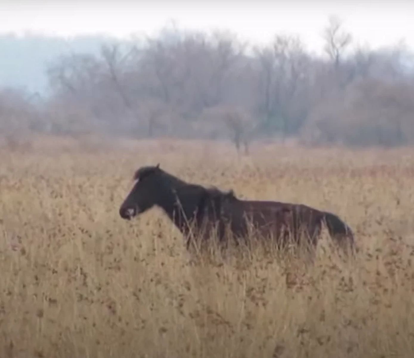Wild horse gives rescuer kiss after being freed from chains