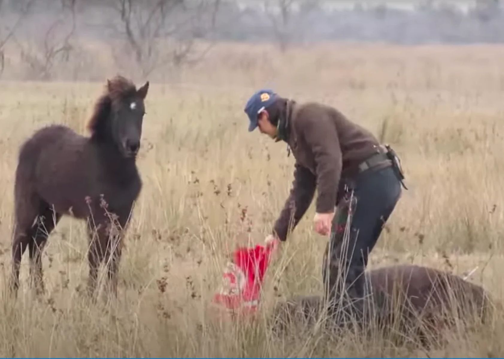 Wild horse gives rescuer kiss after being freed from chains