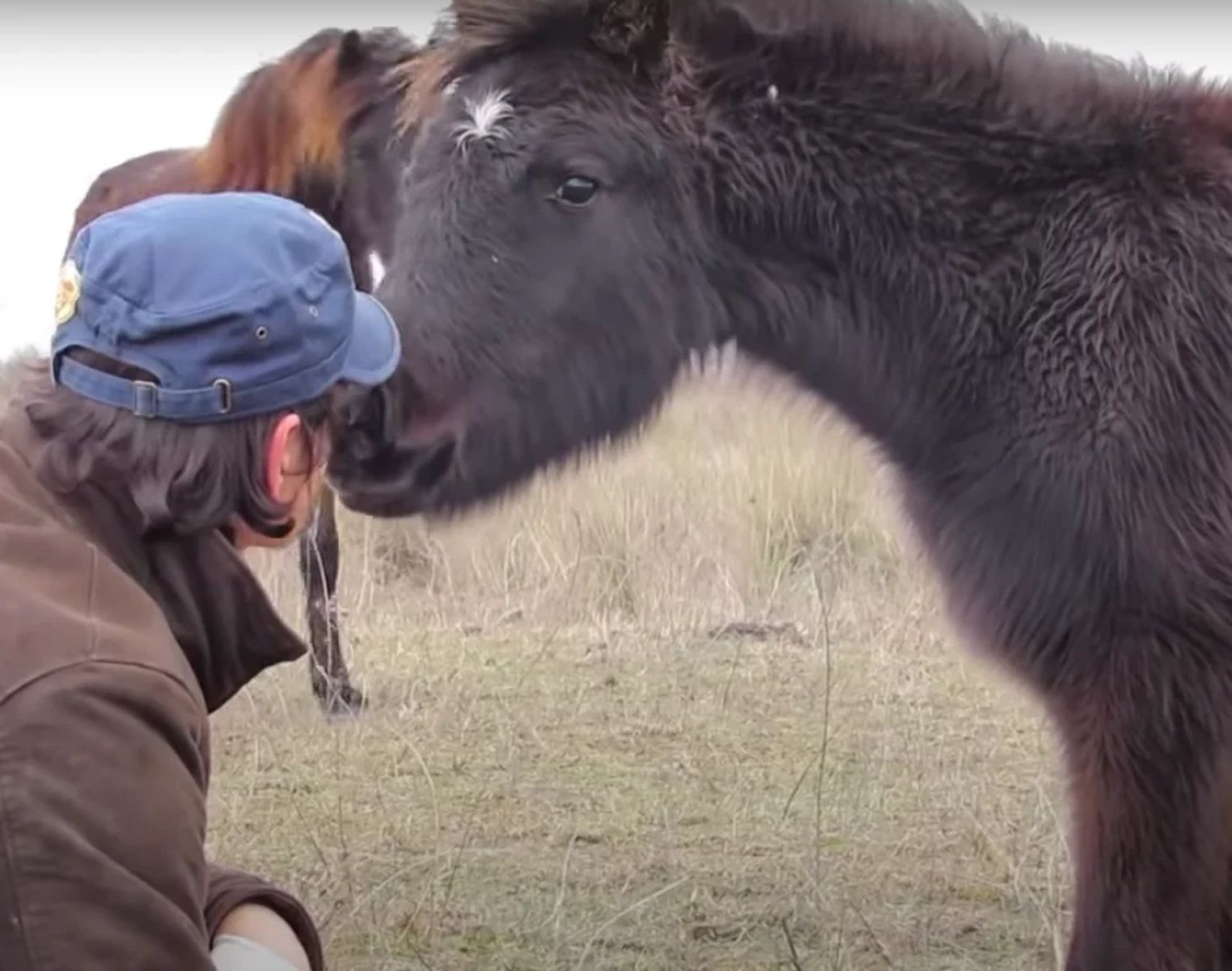 Wild horse gives rescuer kiss after being freed from chains