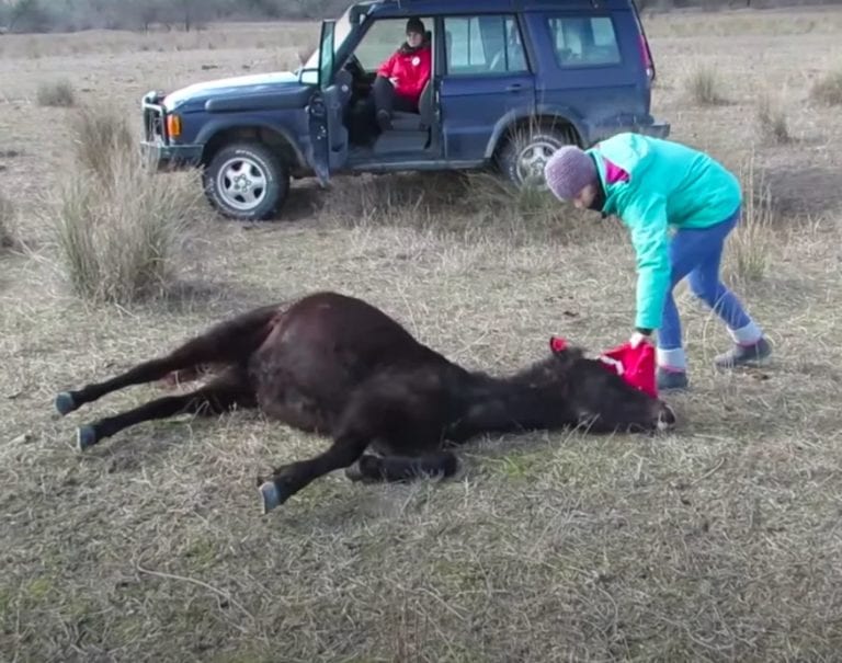 Wild horse gives rescuer kiss after being freed from chains