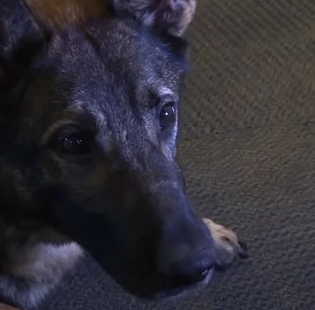 Emotional reunion between soldier and dog after 3 years apart