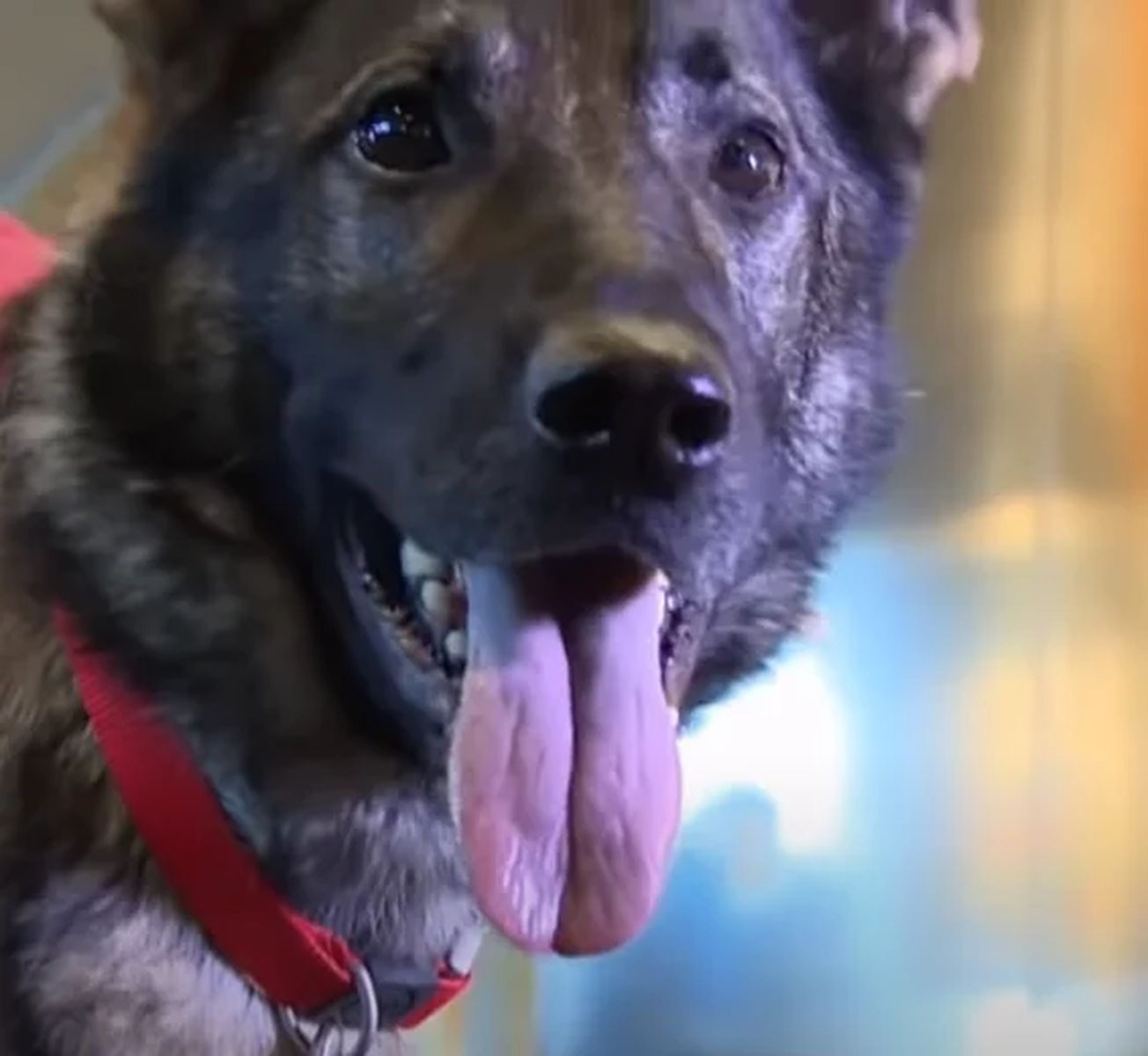 Emotional reunion between soldier and dog after 3 years apart
