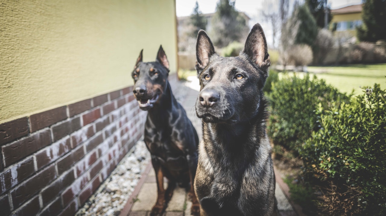 Rescued Doberman latches onto toddler to rip her away from venemous snake