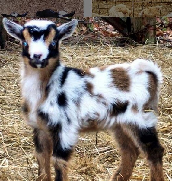 15 unique animals creatively colored by nature