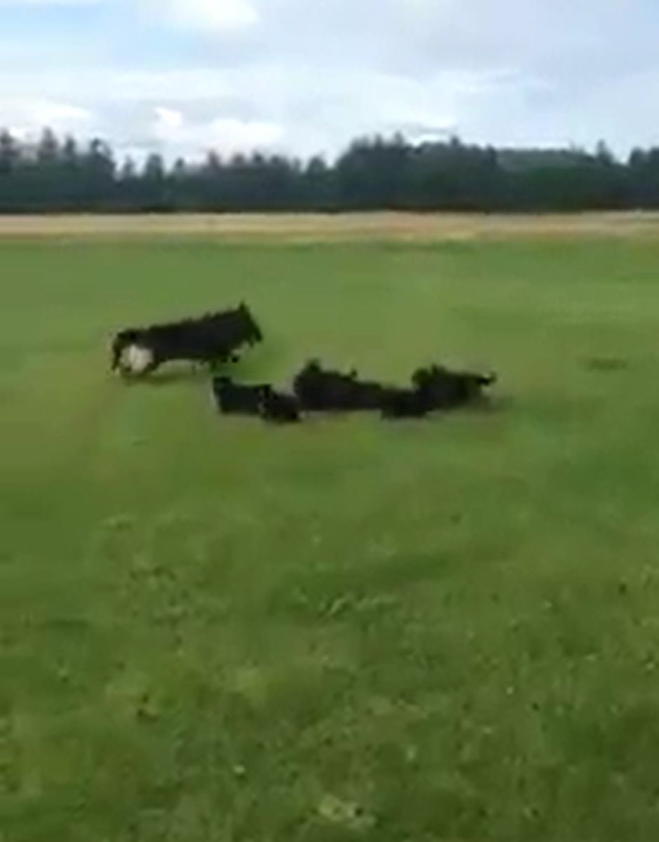 German shepherd puppies are super hyper so mom crafts sneaky plan to ...