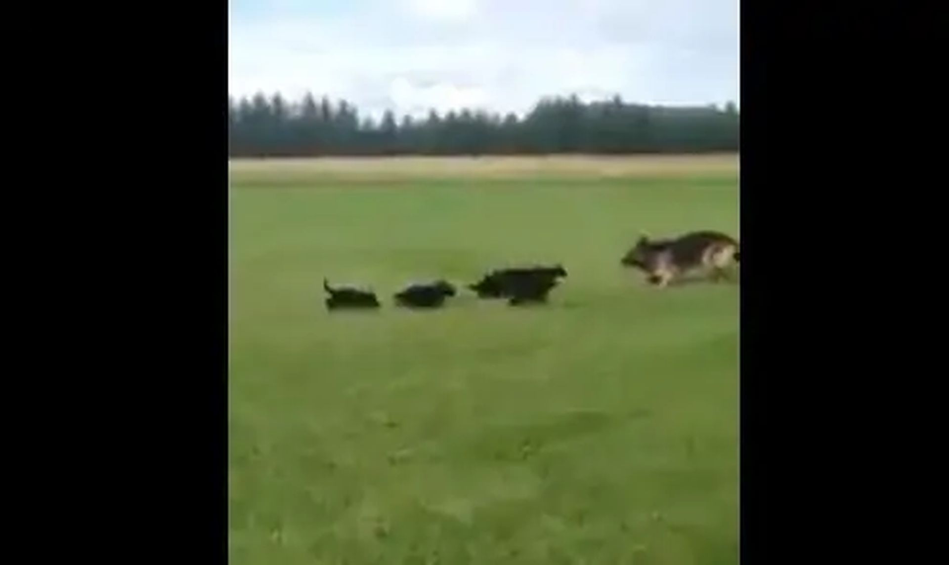 German shepherd puppies are super hyper so mom crafts sneaky plan to ...