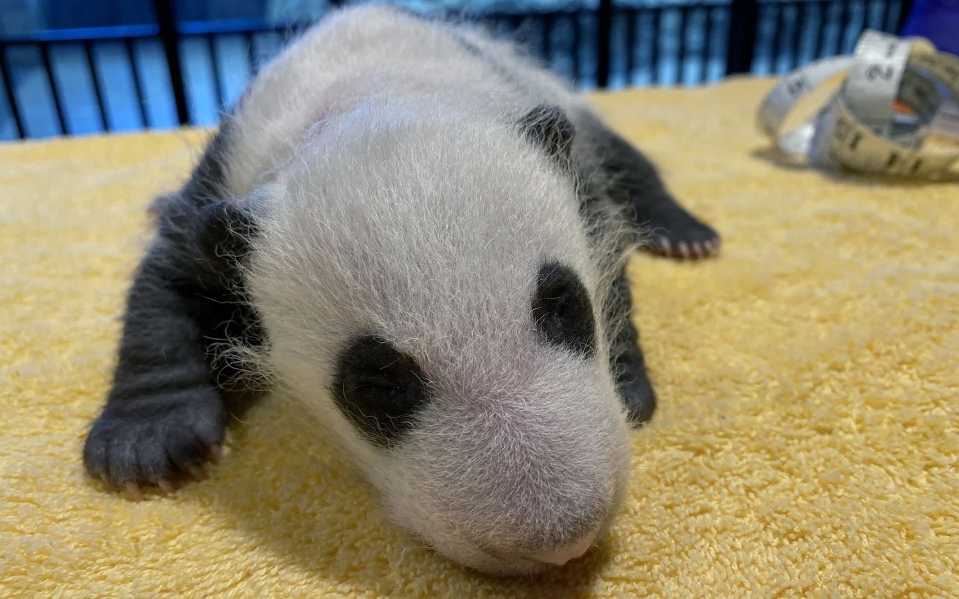 National zoo throws creative gender reveal party for baby Giant Panda