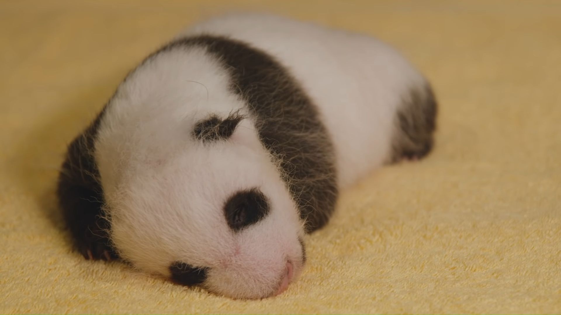 National zoo throws creative gender reveal party for baby Giant Panda
