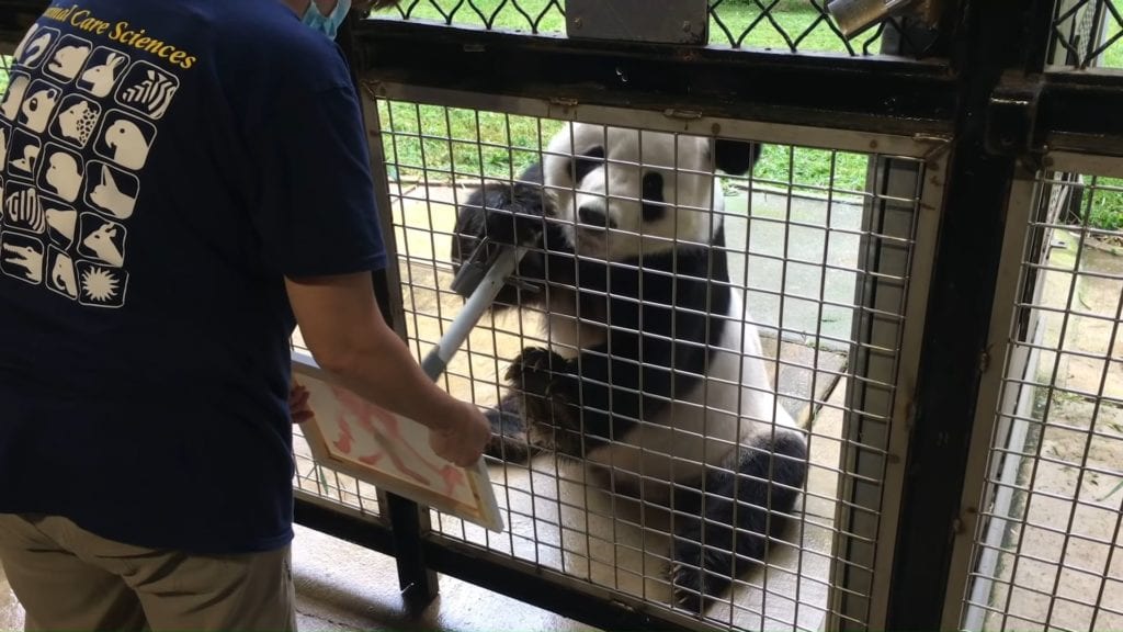 National zoo throws creative gender reveal party for baby Giant Panda
