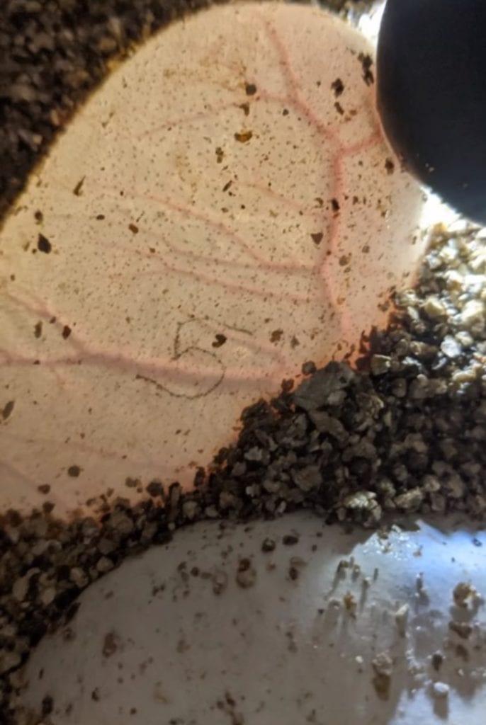 Unbelievably old python lays eggs at zoo without seeing a male in decades