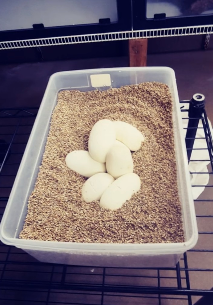 Unbelievably old python lays eggs at zoo without seeing a male in decades