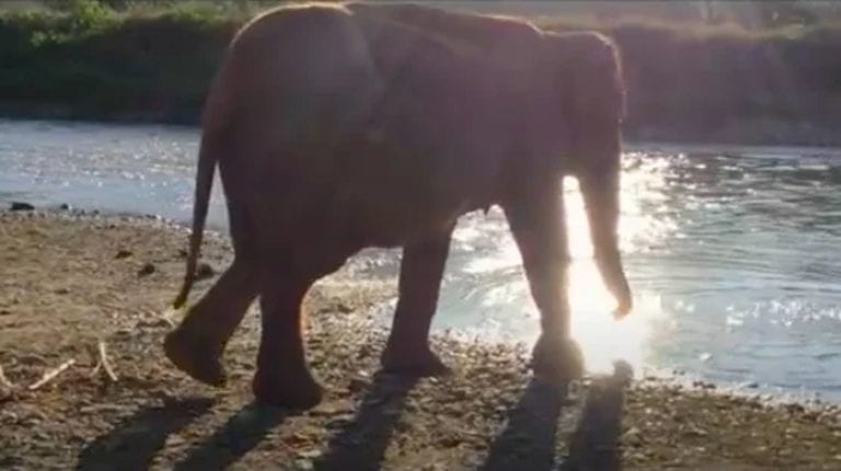 Elephant cries when she’s rescued after 50 years of suffering