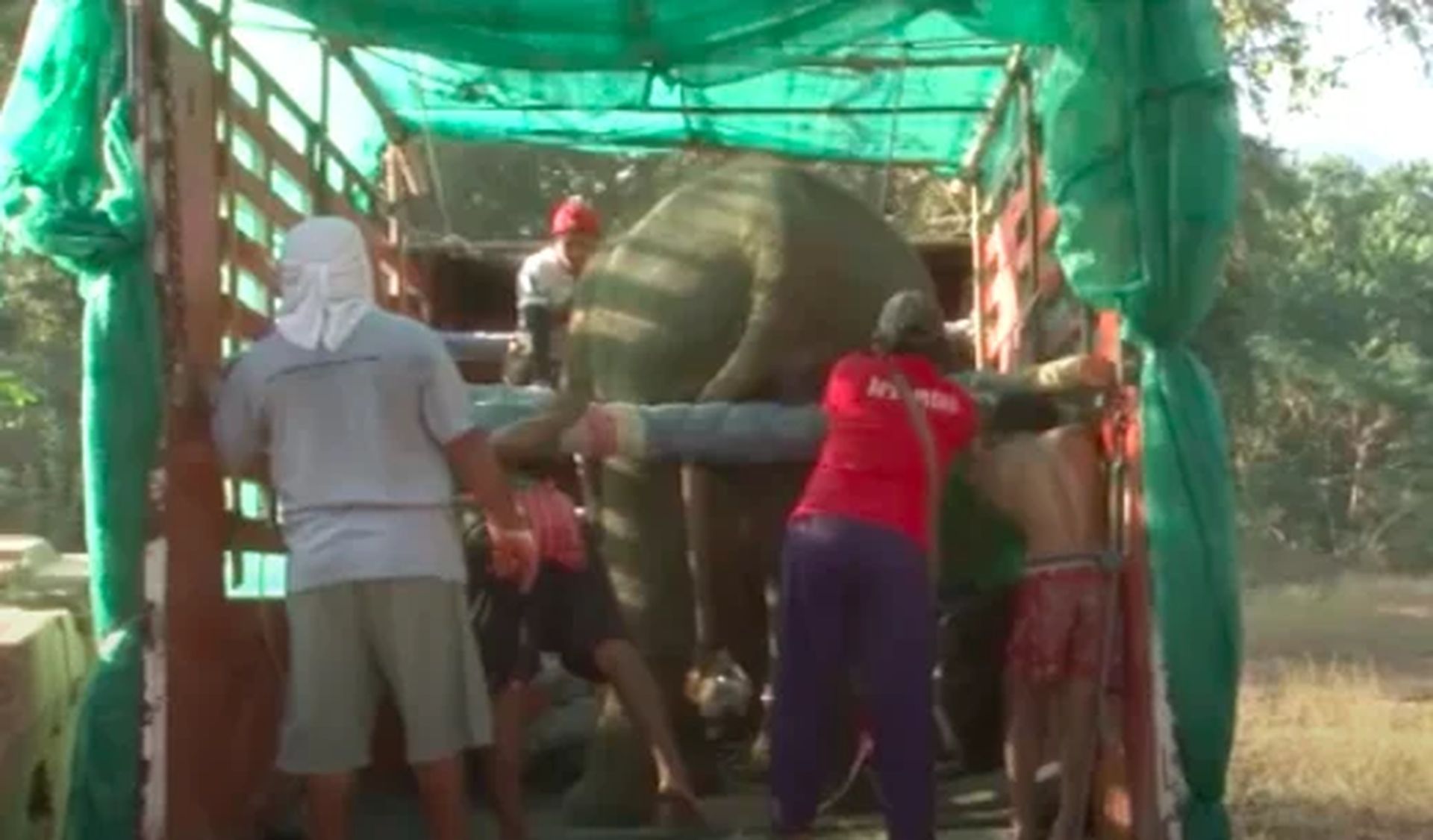 Elephant cries when she’s rescued after 50 years of suffering