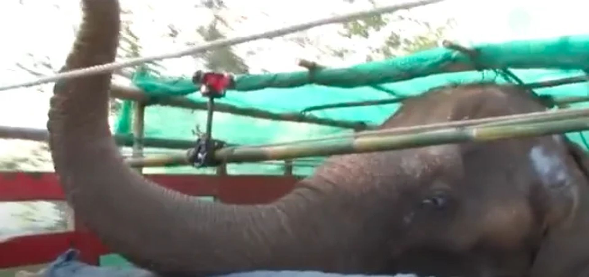 Elephant cries when she’s rescued after 50 years of suffering
