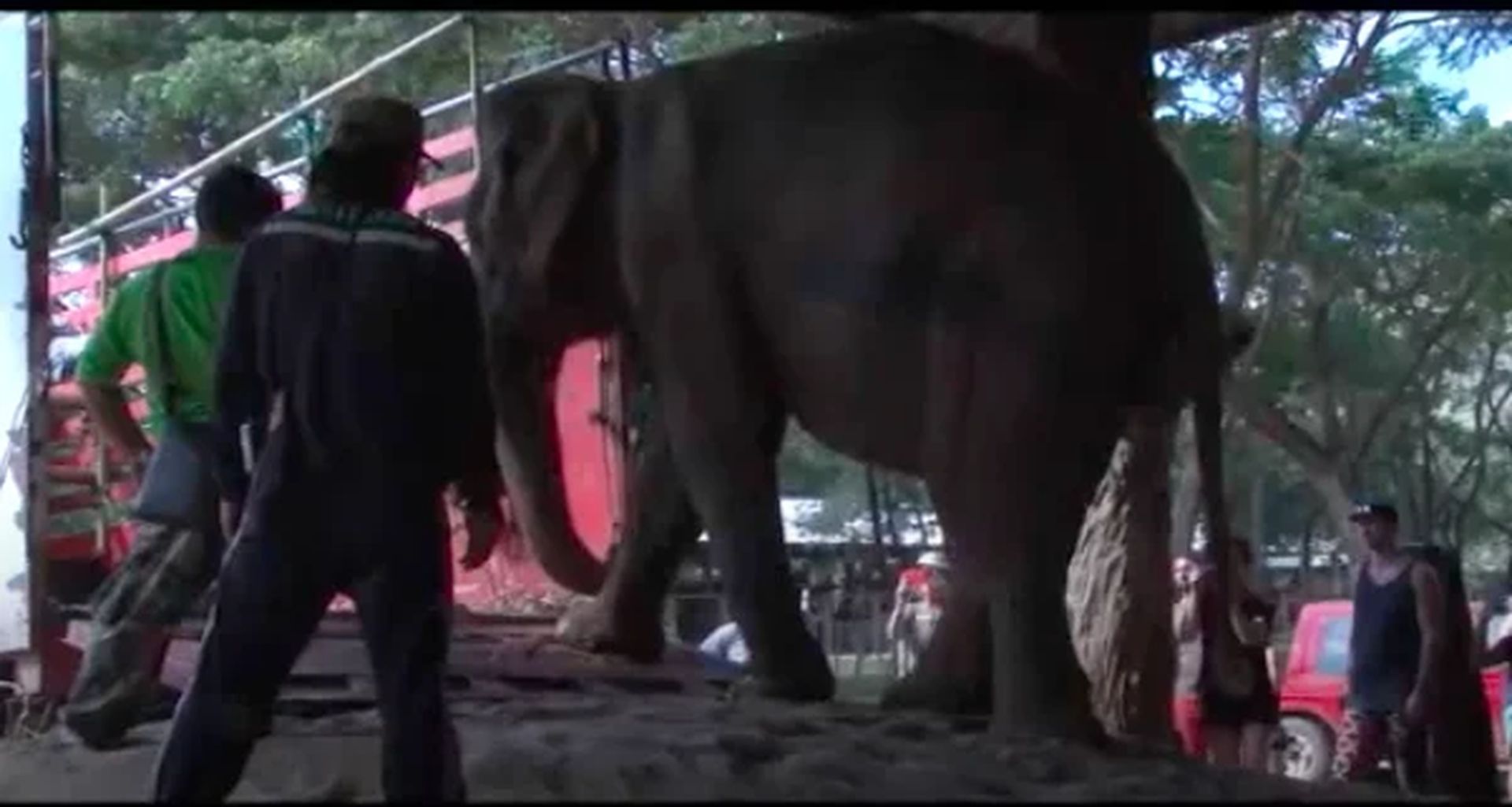 Elephant cries when she’s rescued after 50 years of suffering