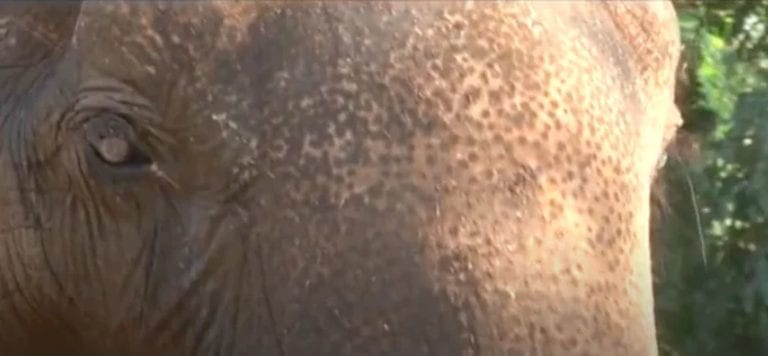 Elephant cries when she’s rescued after 50 years of suffering