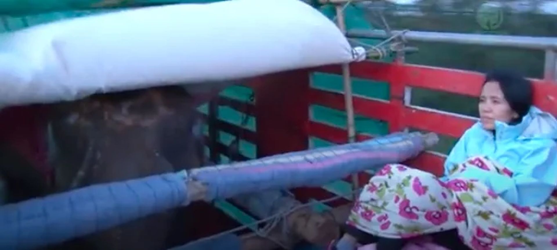 Elephant cries when she’s rescued after 50 years of suffering
