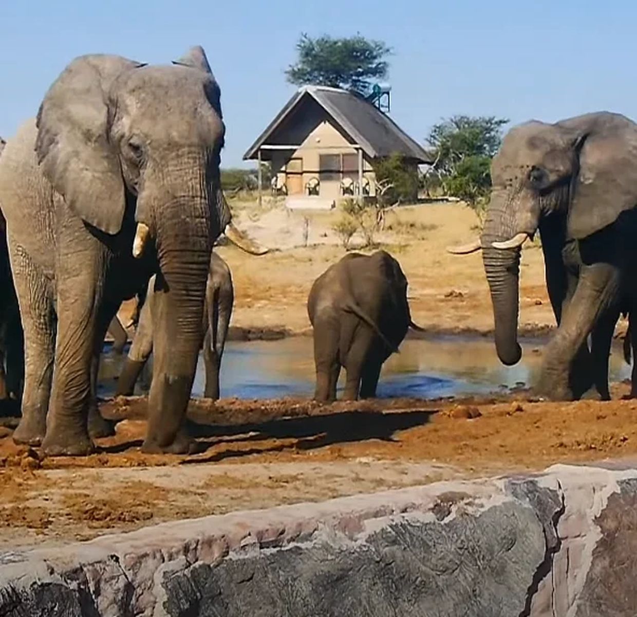 Family enjoying pool when massive elephant decides to join them