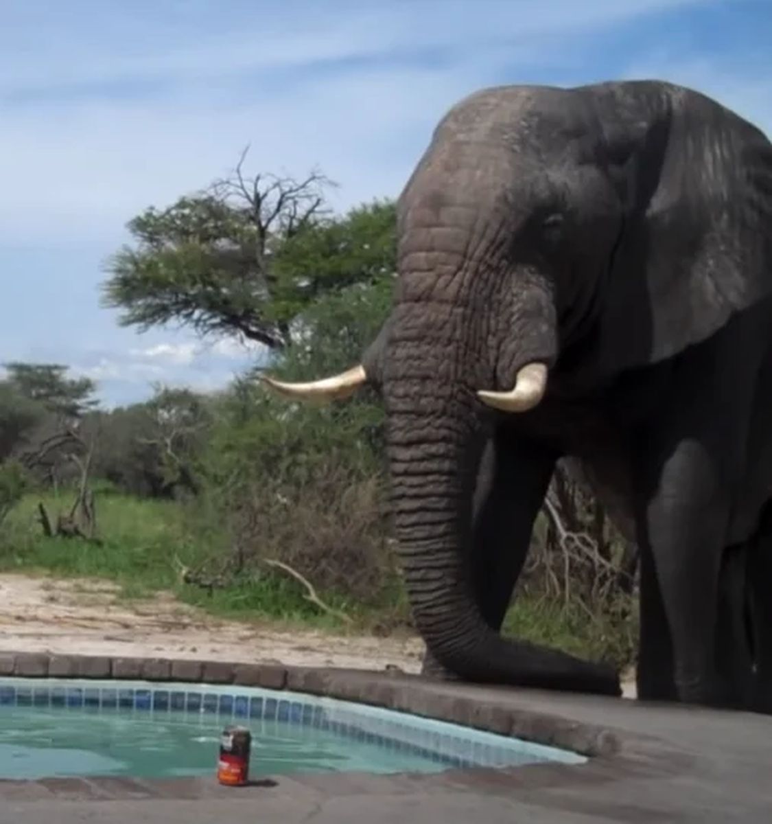 Family enjoying pool when massive elephant decides to join them