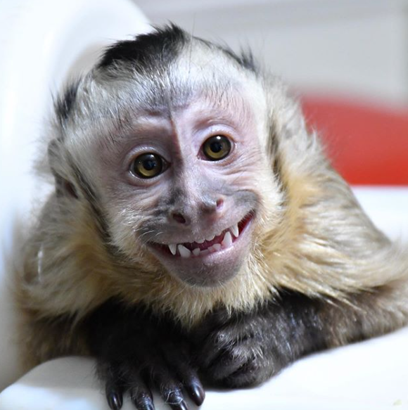 Circus monkey cries out with joy when he reunites with the human who ...