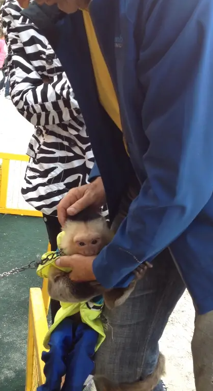 Circus monkey cries out with joy when he reunites with the human who ...
