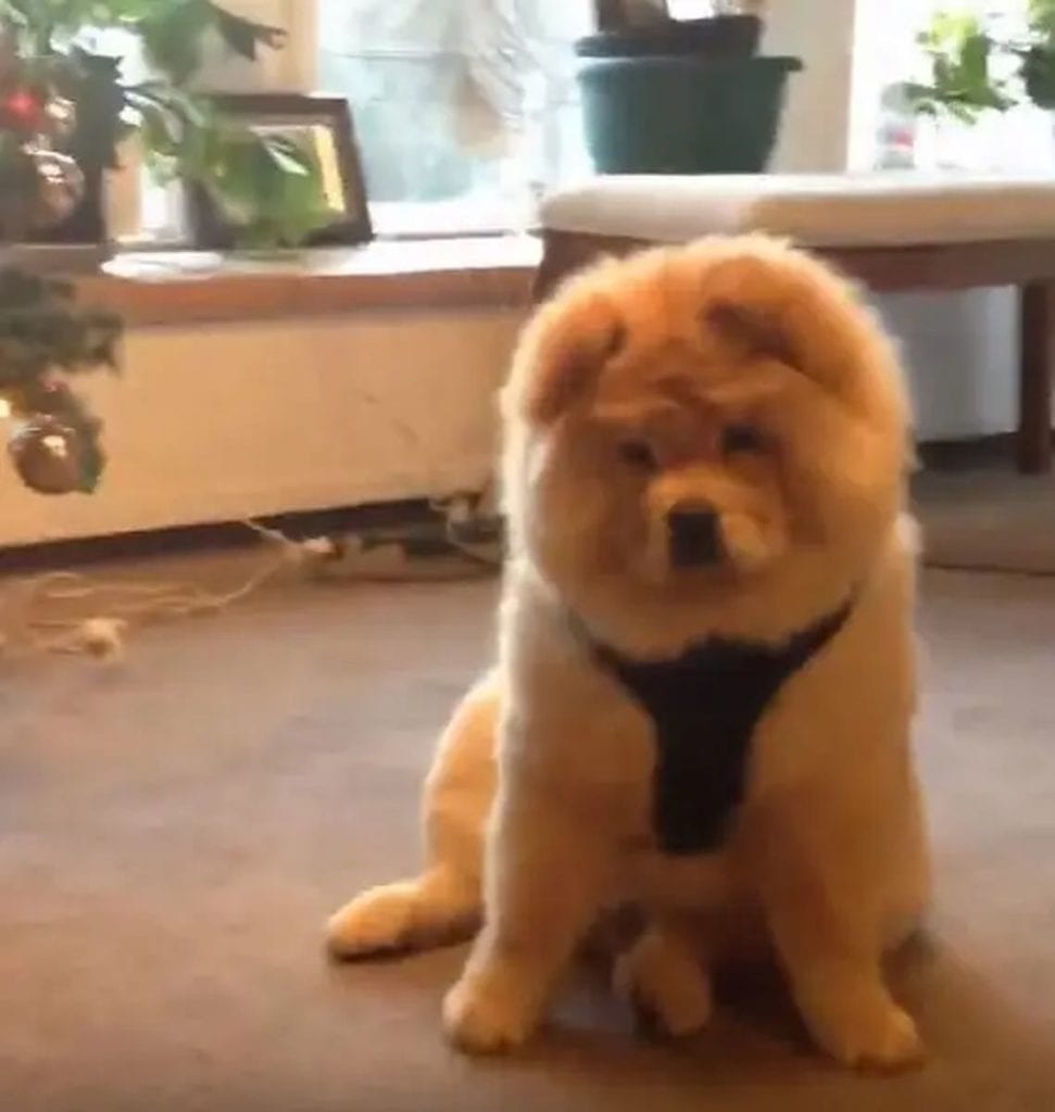 People are obsessed with this fluffy oreo-colored dog and his unique ...