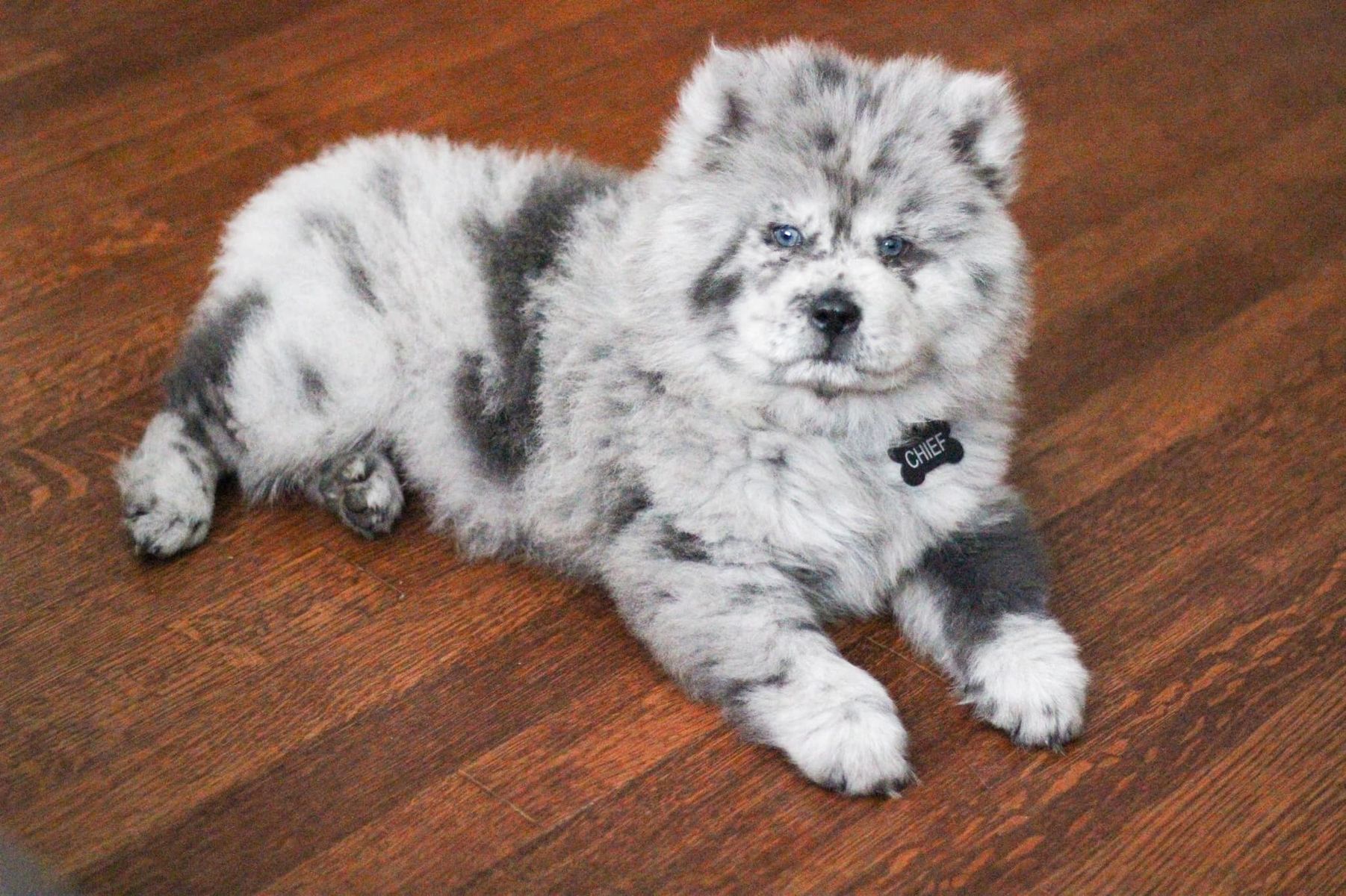 People are obsessed with this fluffy oreo-colored dog and his unique ...