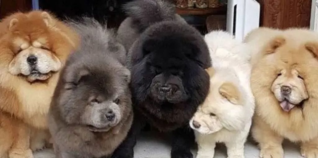 People are obsessed with this fluffy oreo-colored dog and his unique ...