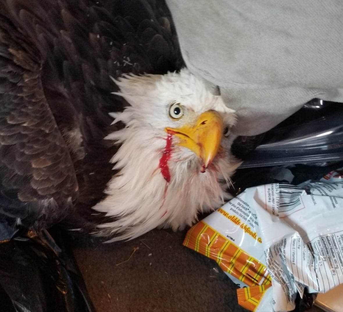 Driver shocked when “dead” bald eagle comes back to life in his van
