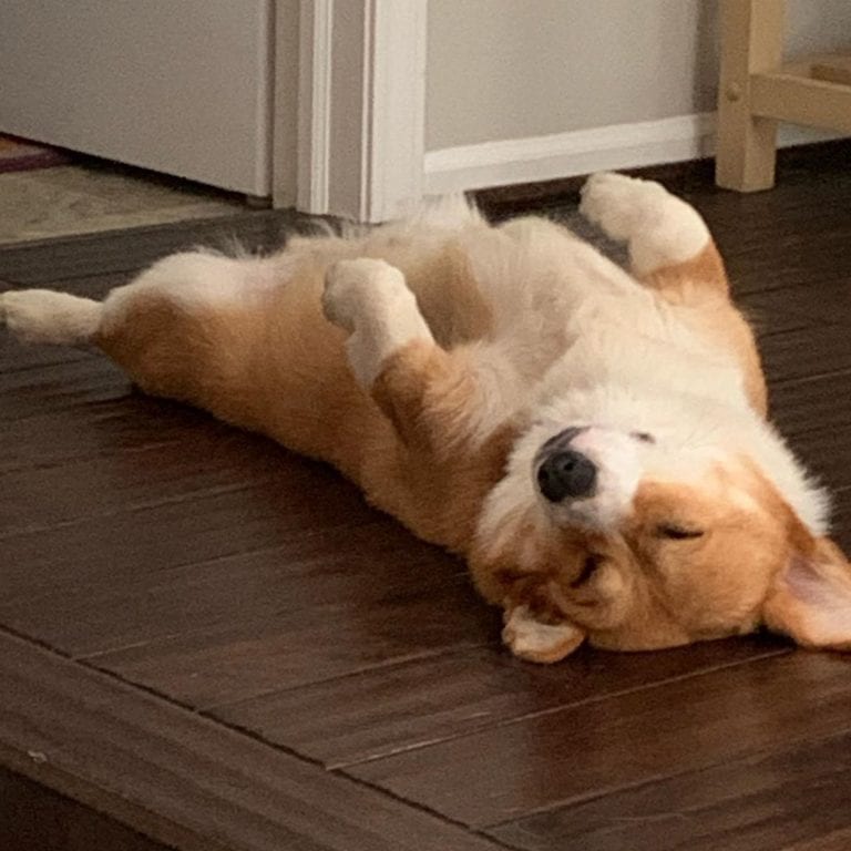 Sweet Corgi just has to hug every dog he meets on his walks