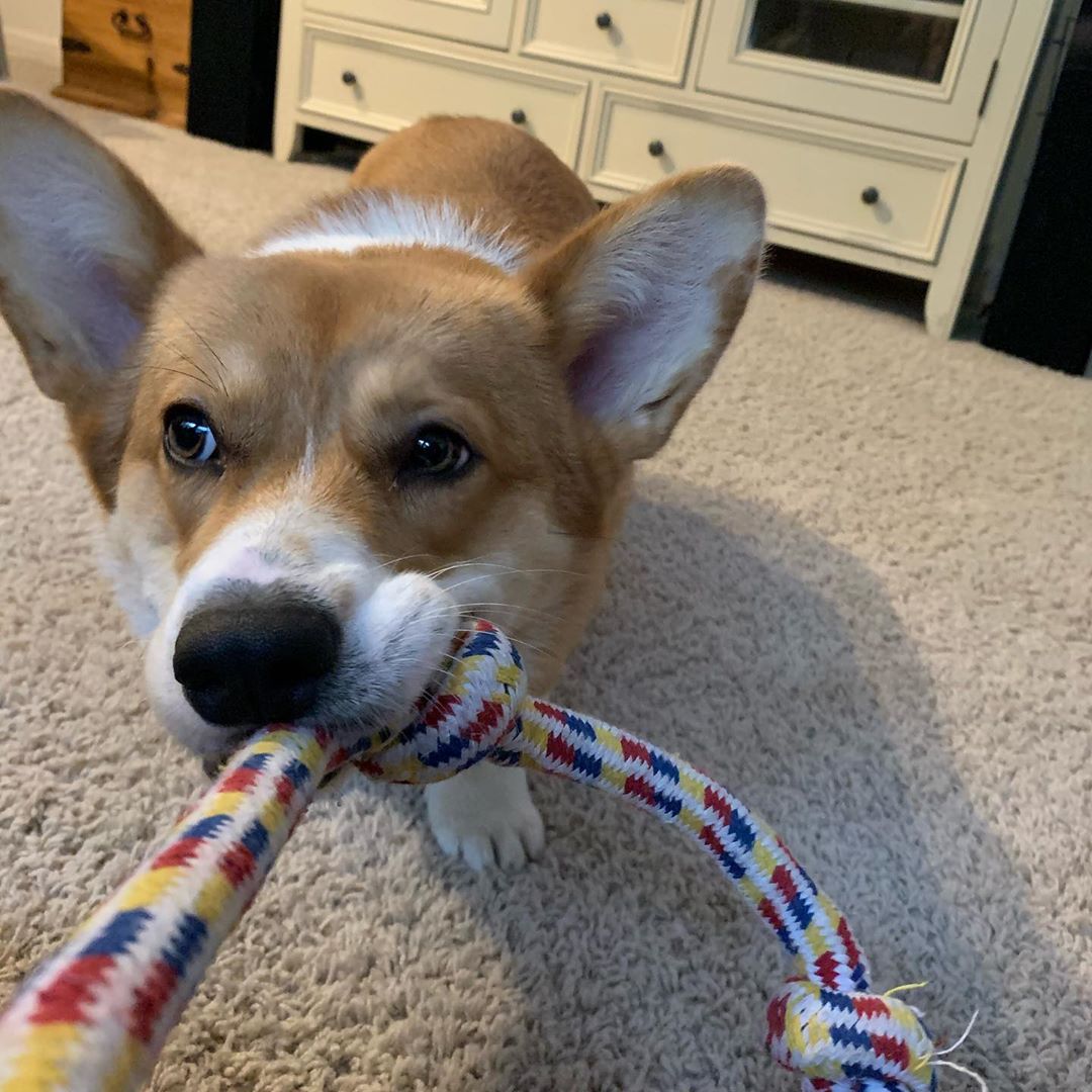 Sweet Corgi just has to hug every dog he meets on his walks