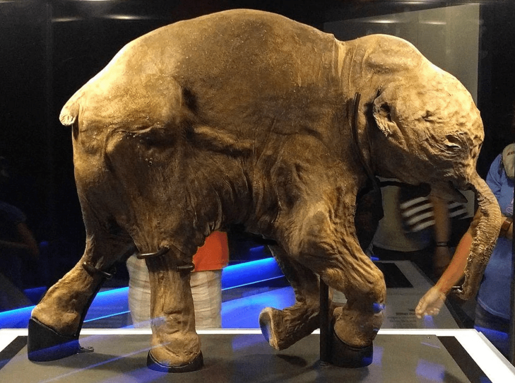 16 Fascinating images of ancient animal remains that will leave you in awe