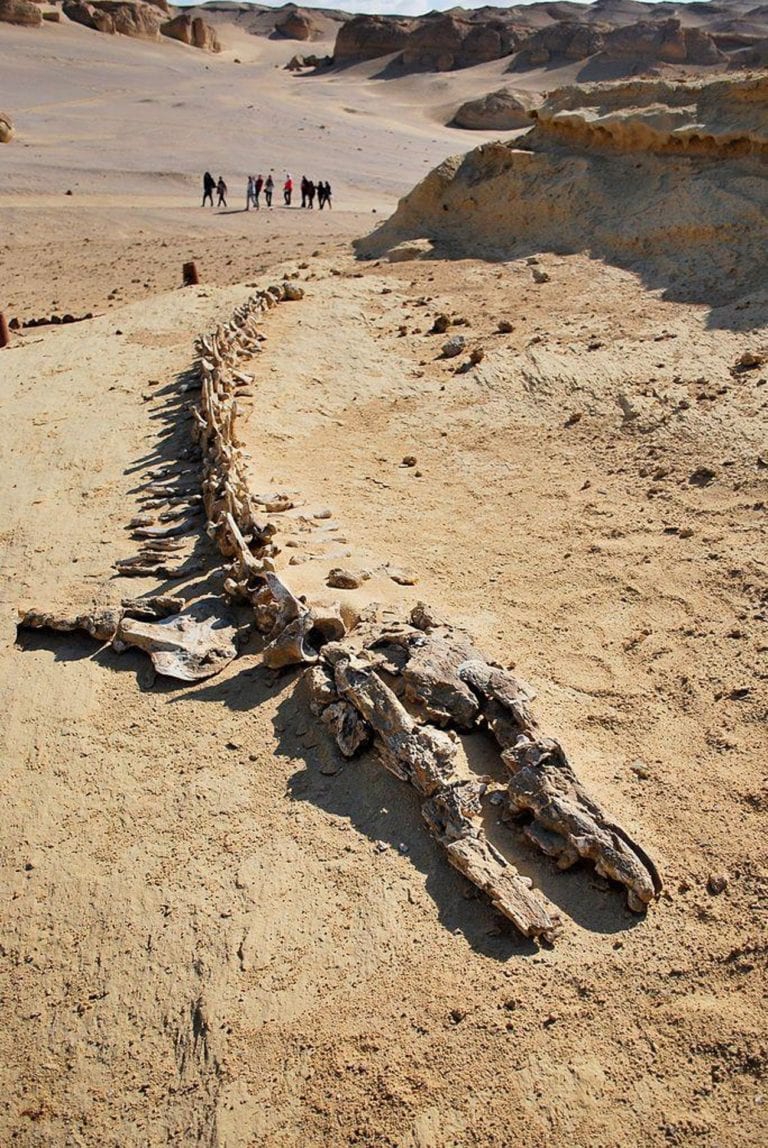 16 Fascinating images of ancient animal remains that will leave you in awe