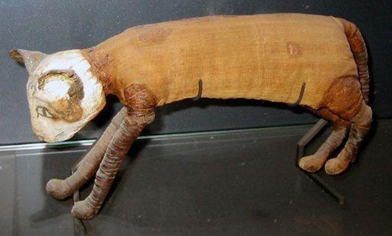 16 Fascinating images of ancient animal remains that will leave you in awe