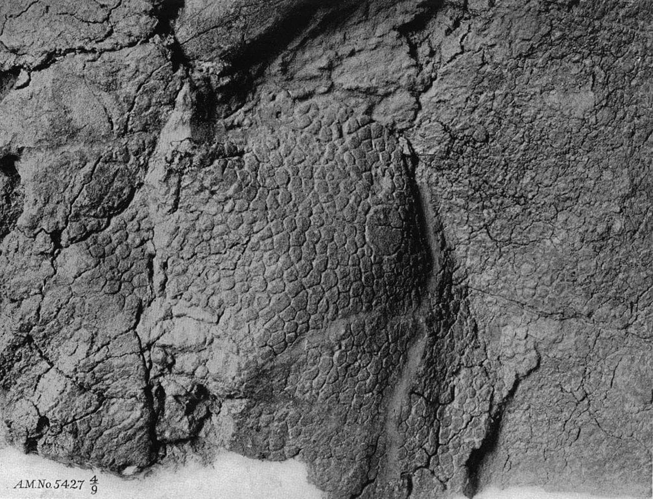 16 Fascinating images of ancient animal remains that will leave you in awe