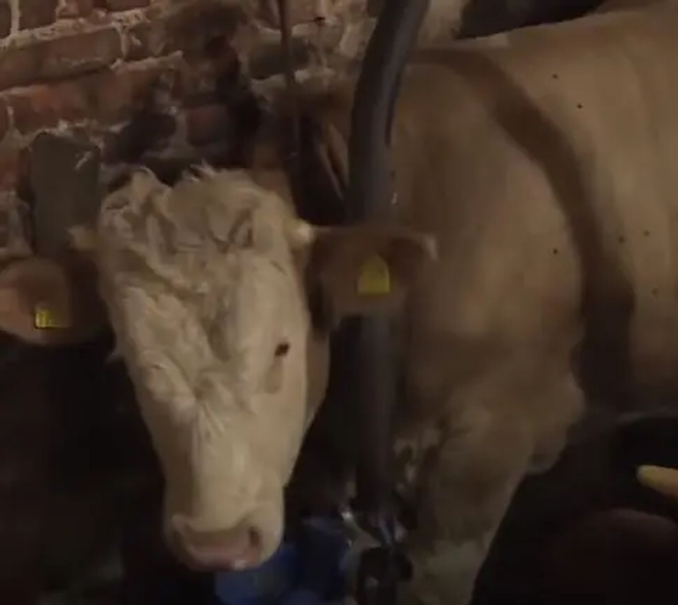 Bull has been imprisoned whole life, but the moment he’s set free is ...