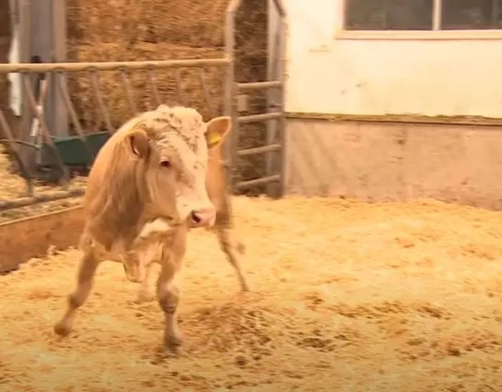 Bull has been imprisoned whole life, but the moment he’s set free is ...