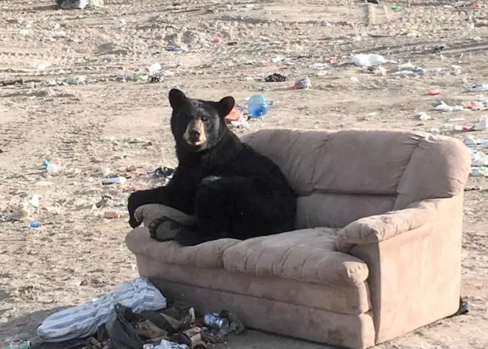Woman slams on her brakes when she spots bear chillin’ on a couch with ...