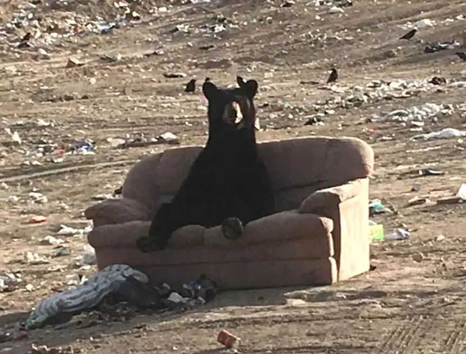 Woman slams on her brakes when she spots bear chillin’ on a couch with ...