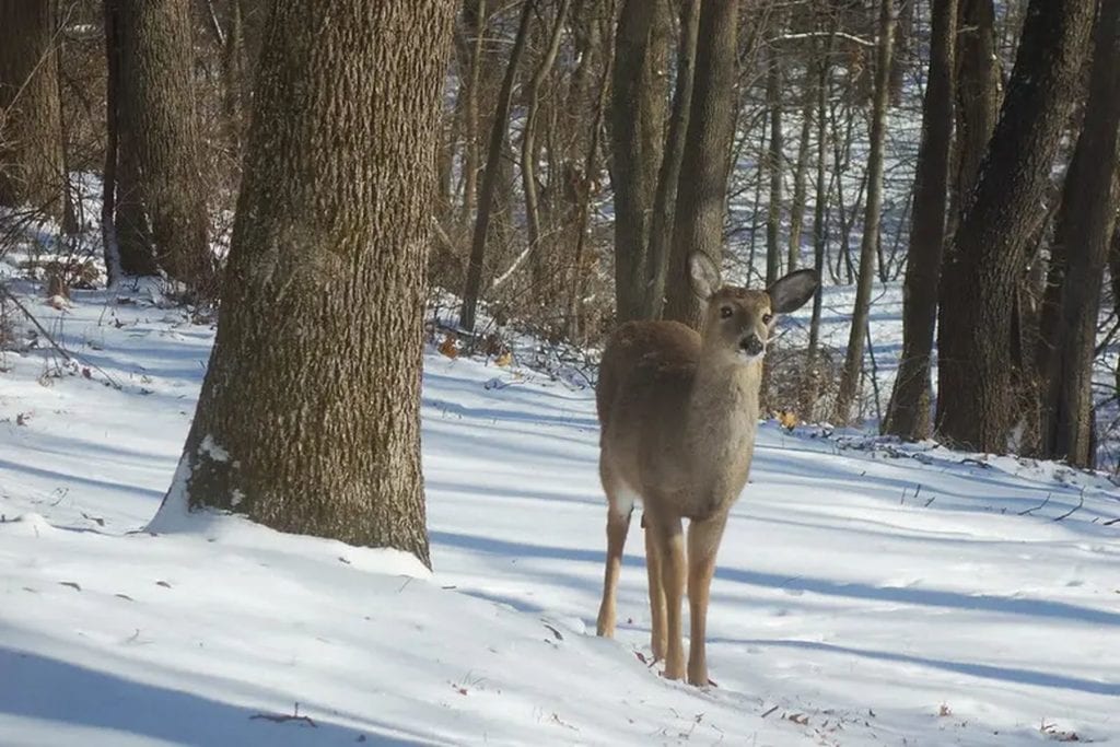 Man spots crying deer stuck in fence and jumps into action to save her