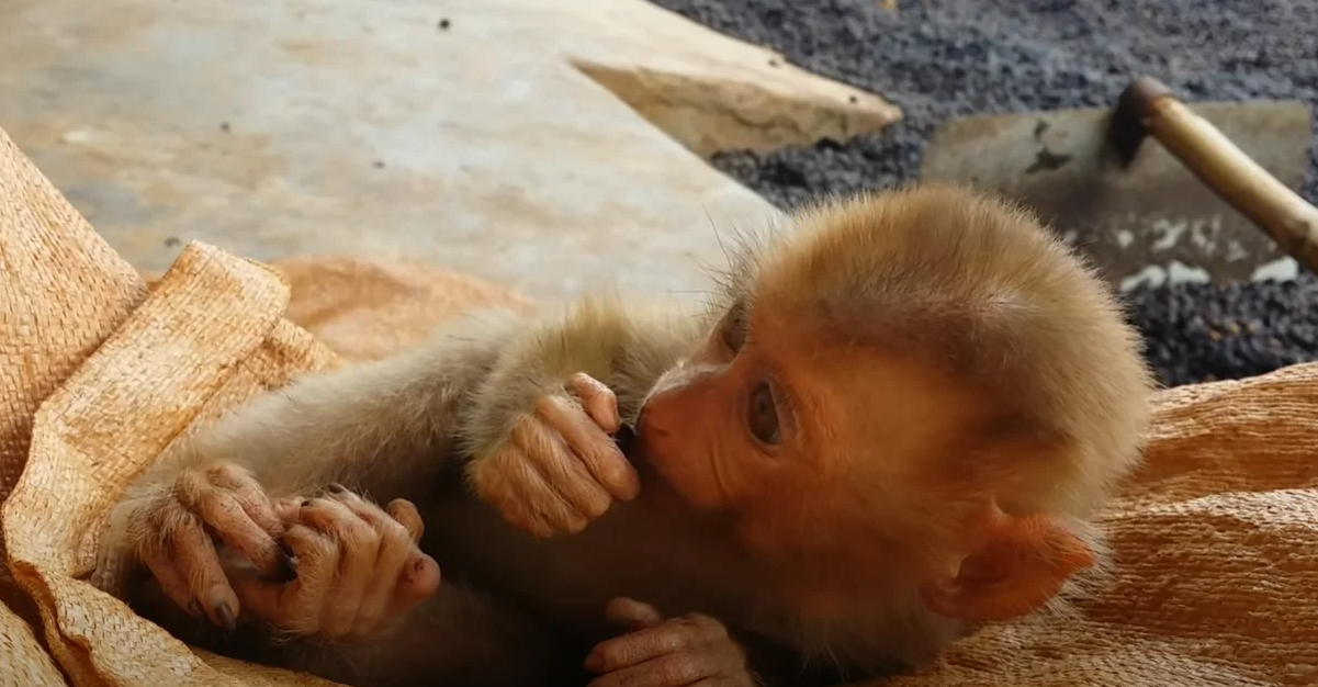Orphaned monkey approaches curious puppies and earns over 25 million views
